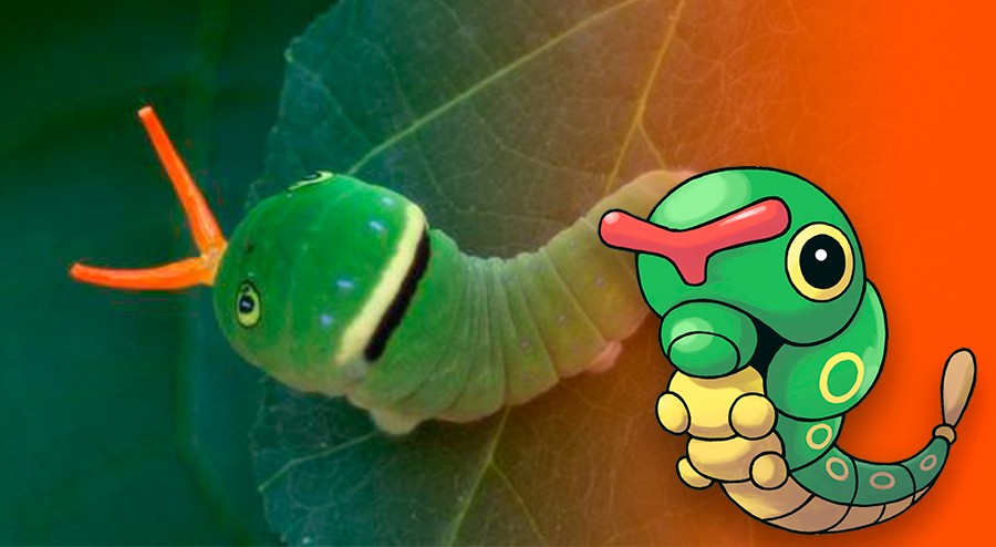 Diez Pokémon basados en animales reales